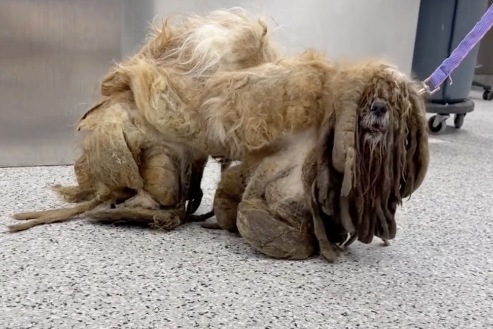 From "alien" to adorable: Neglected dog's transformation captivates ...
