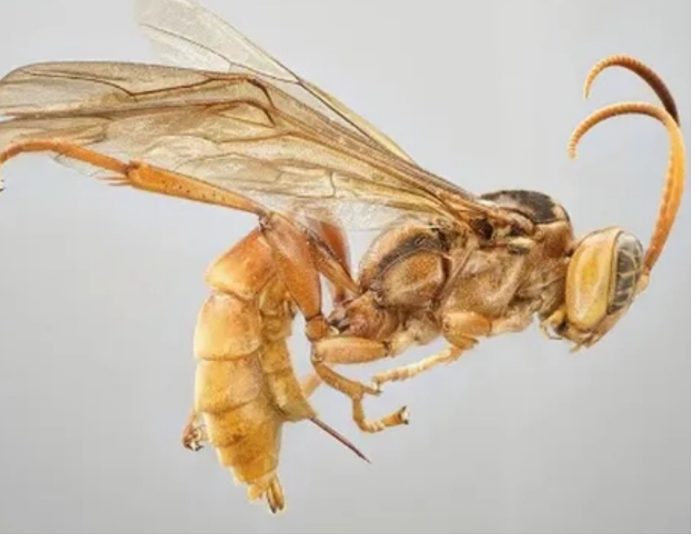 A deadly species of wasp has been discovered. It eats the victim from ...