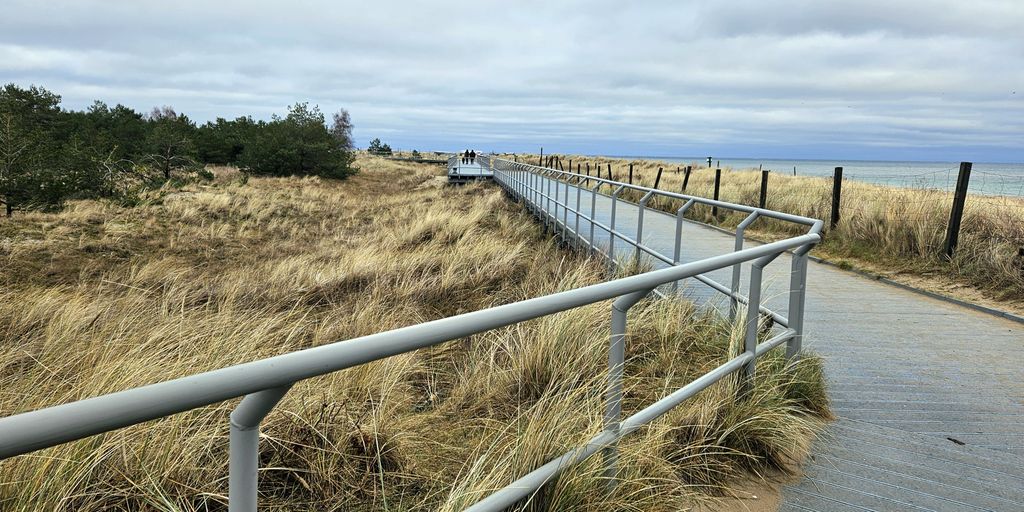 Foki, torosy i łabędzie śpiące przy wraku okrętu. Letni kurort zimą ...