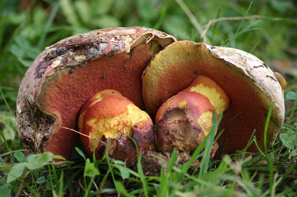 Szatan w jednym z wielkopolskich lasów