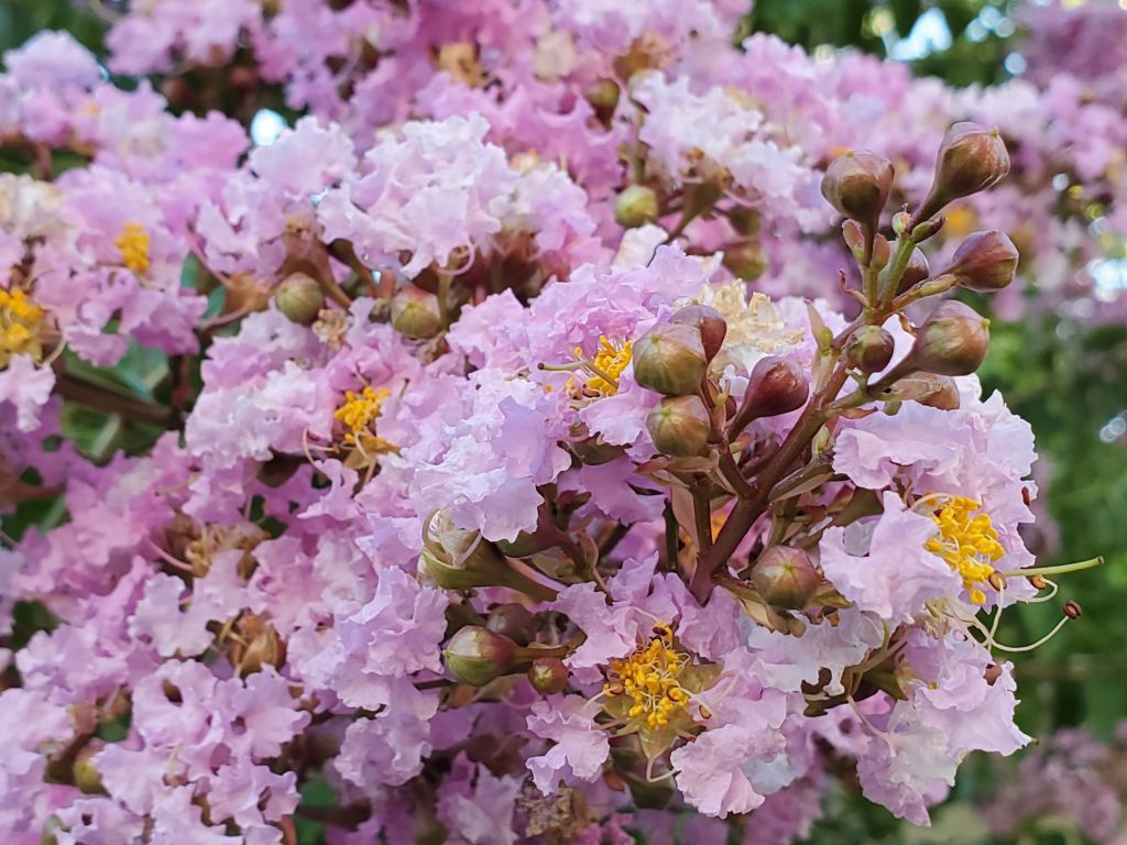 Indian crape myrtle: A resilient favourite for Canadian gardens