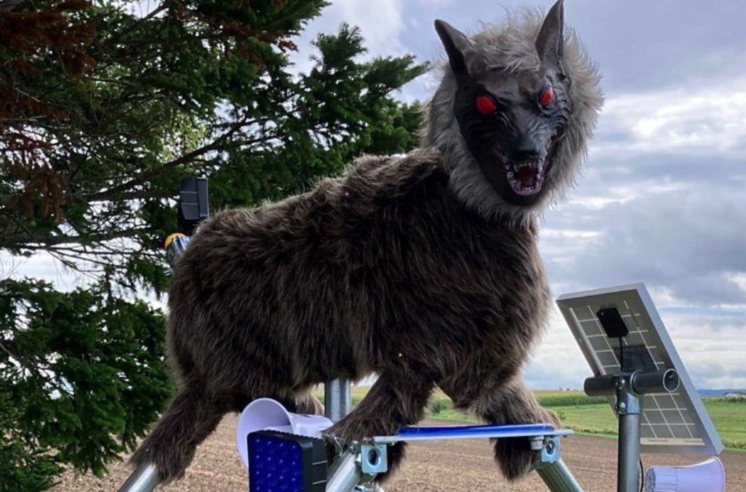 Forget about scarecrows. The wolf-robot scares off wild animals