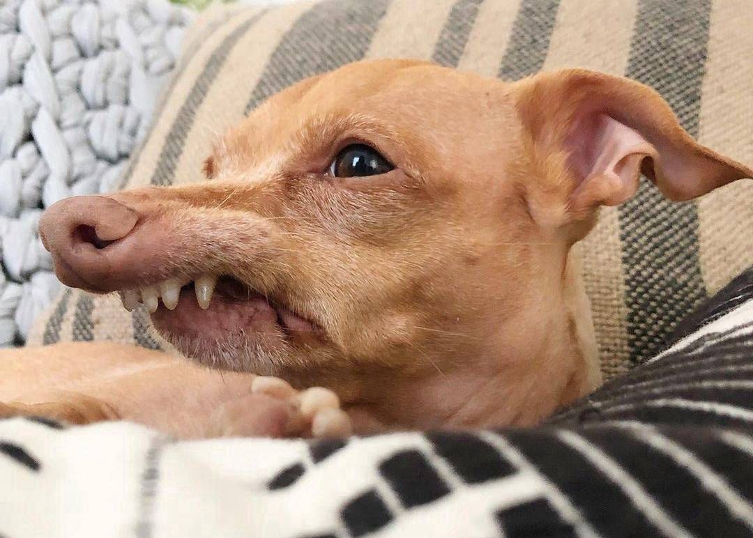 Tuna's journey: From homelessness to Instagram stardom