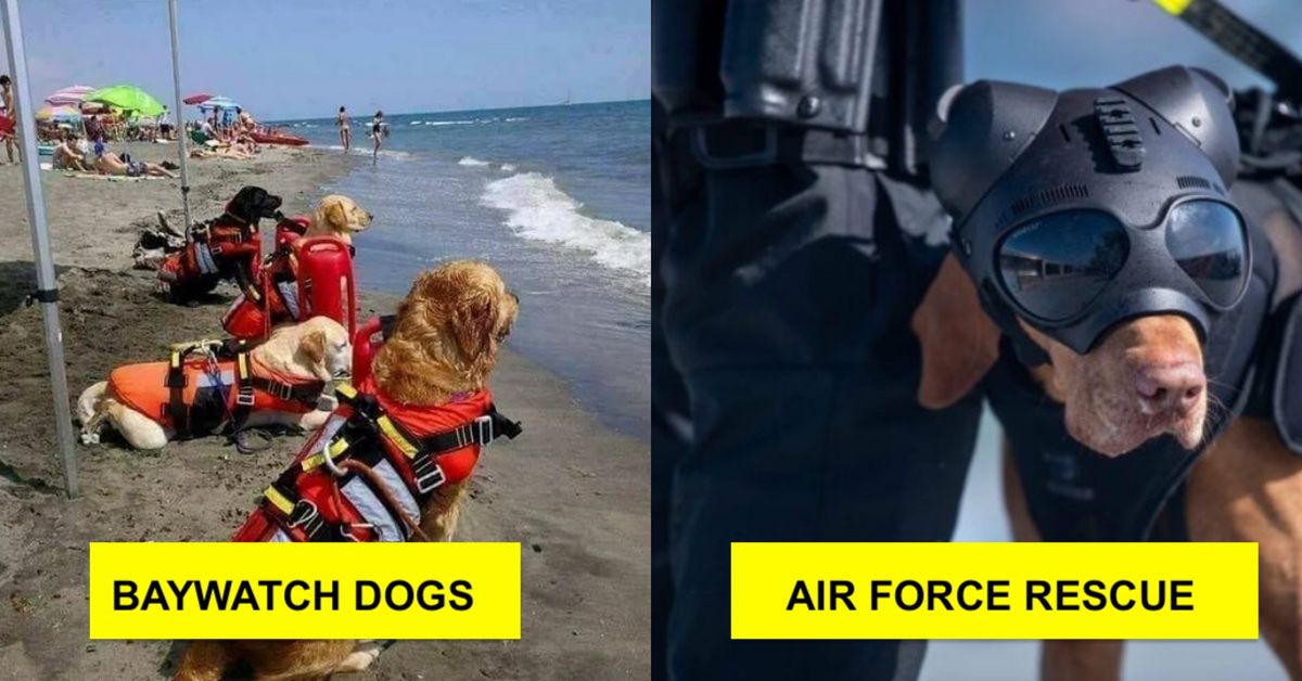 17 Dogs Which Are Not Afraid of Any Job. Brave, Fearless and Often ...