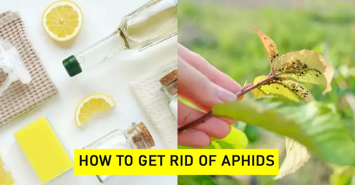 10 Home Remedies for Aphids. They Will Quickly Disappear From Plants in ...