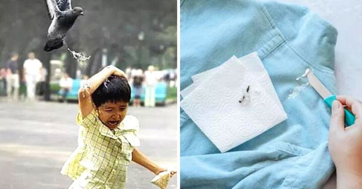 What Can You Do to Remove Bird Excrements from Your Clothes? Can It Be ... What Can You Do to Remove Bird Excrements from Your Clothes? Can It Be ...