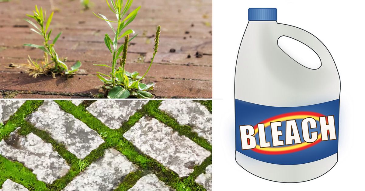 7 Surprising Applications of Bleach. It Can Be Used as a Herbicide but ...