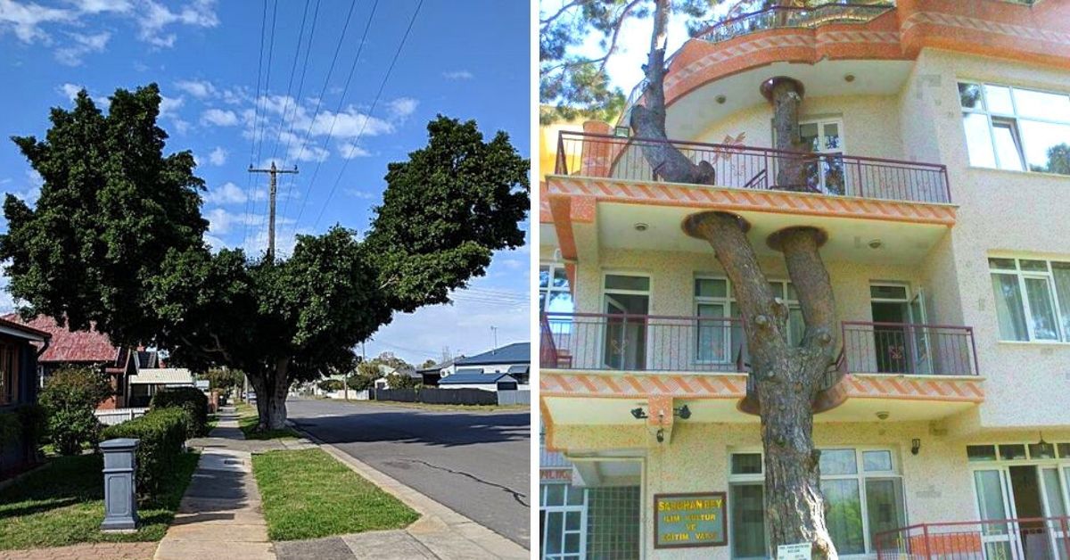 15 Pictures Showing How Trees Can Be Given a Chance to Adapt to Urban ...