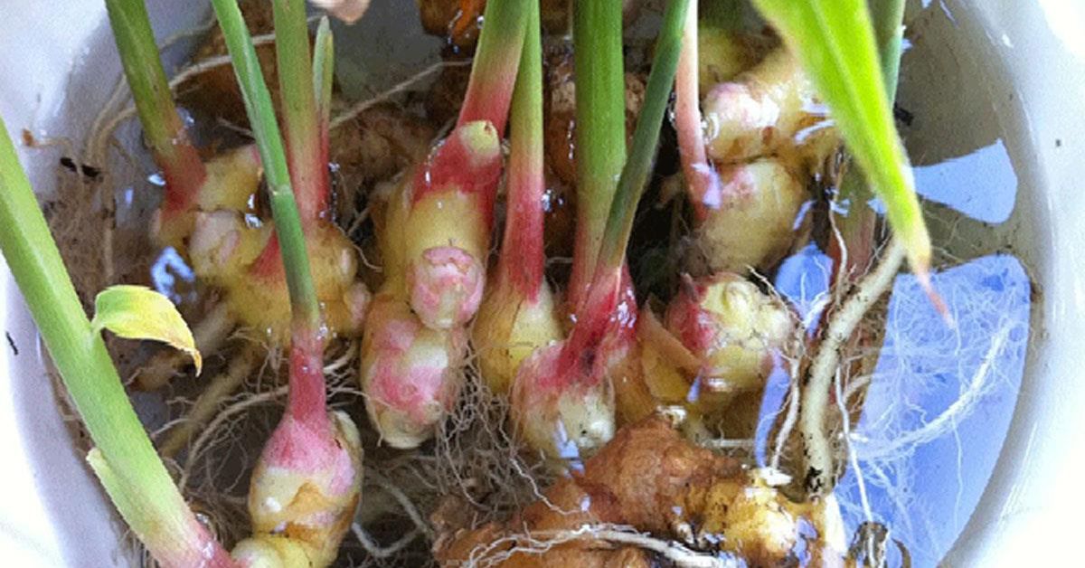Natural Ginger Is a Very Effective Cure for Cold. Why Not Grow Your Own ...