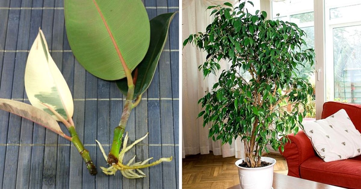 The Secrets of Successful Growing Benjamin Figs. How to Take Care of ...