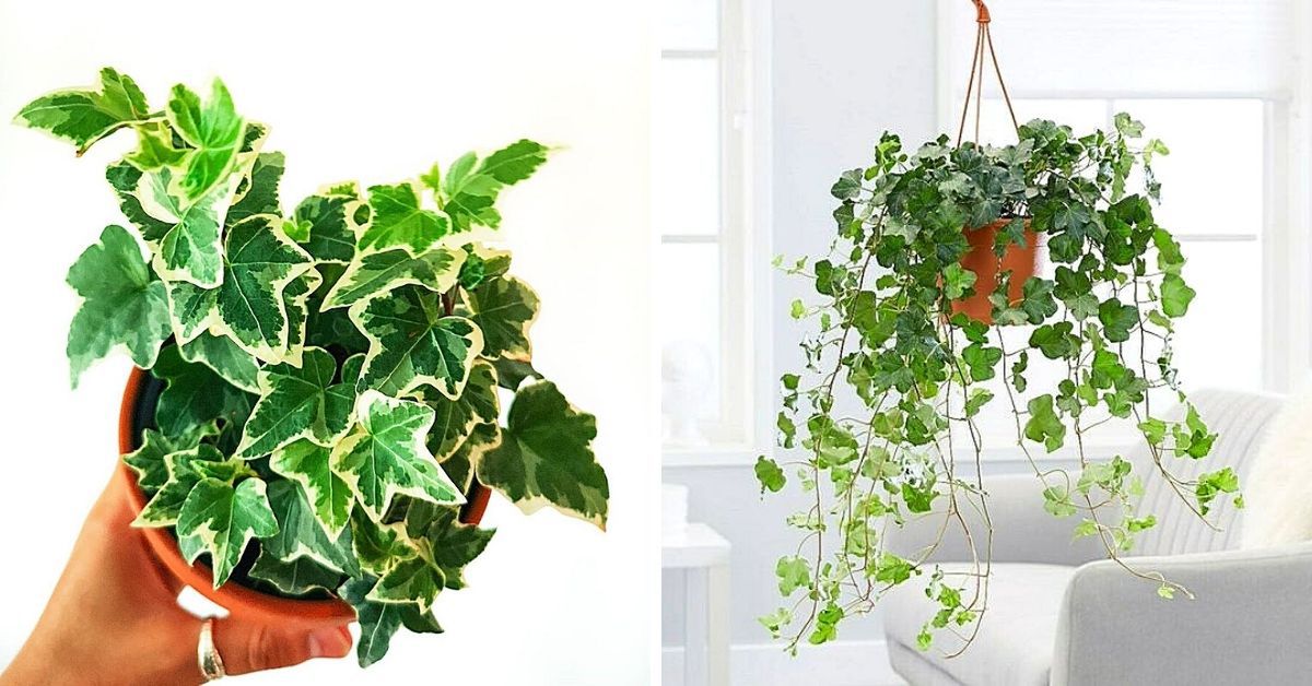 The Common Ivy Growing at Home. Which Subspecies to Choose and How to ...