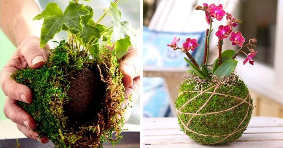 Kokedama – the Art of Growing Plants Without Pots. This Is a Modern ...