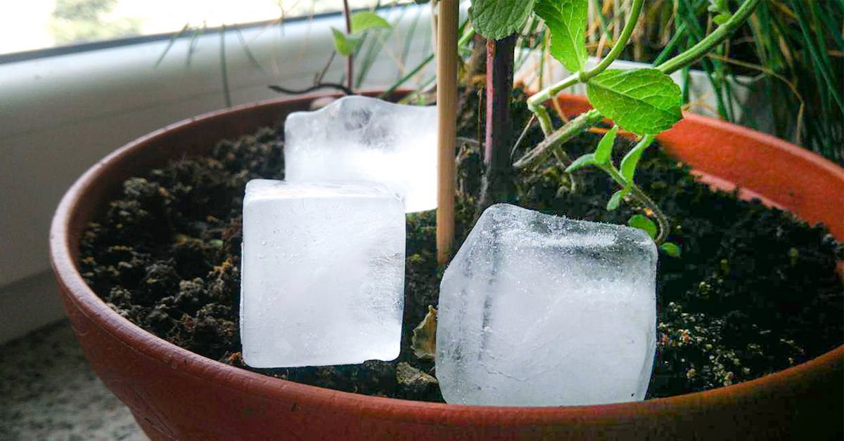 My Grandmother Would Always Put Some Ice Cubes in Pots. This Is an Old ...