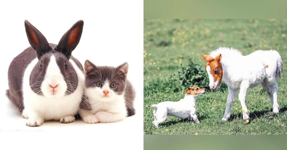 23 Pairs of Animals of Different Species So Similar You Might Confuse ...