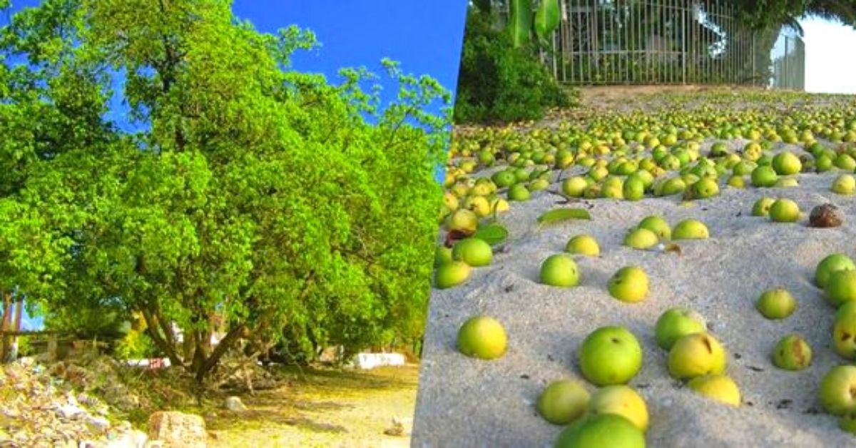 This Poisonous Tree Entered the Guinness Book of World Records as the ...
