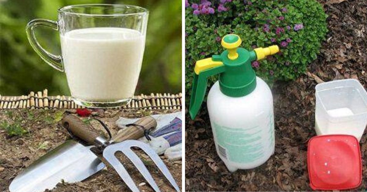 7 Applications of Milk in the Garden. It Has Such Wonderful Influence ...
