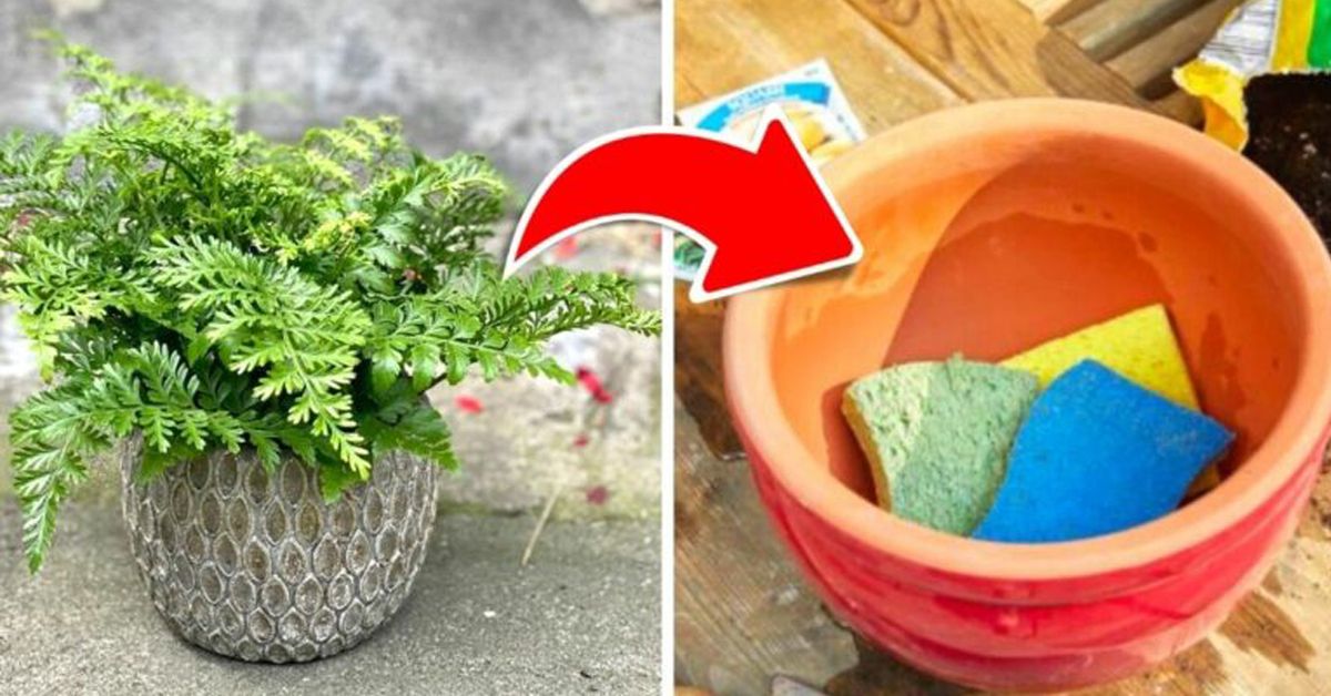 A Sponge Trick to Keep the Moisture Level Steady Preventing Your Plants ...