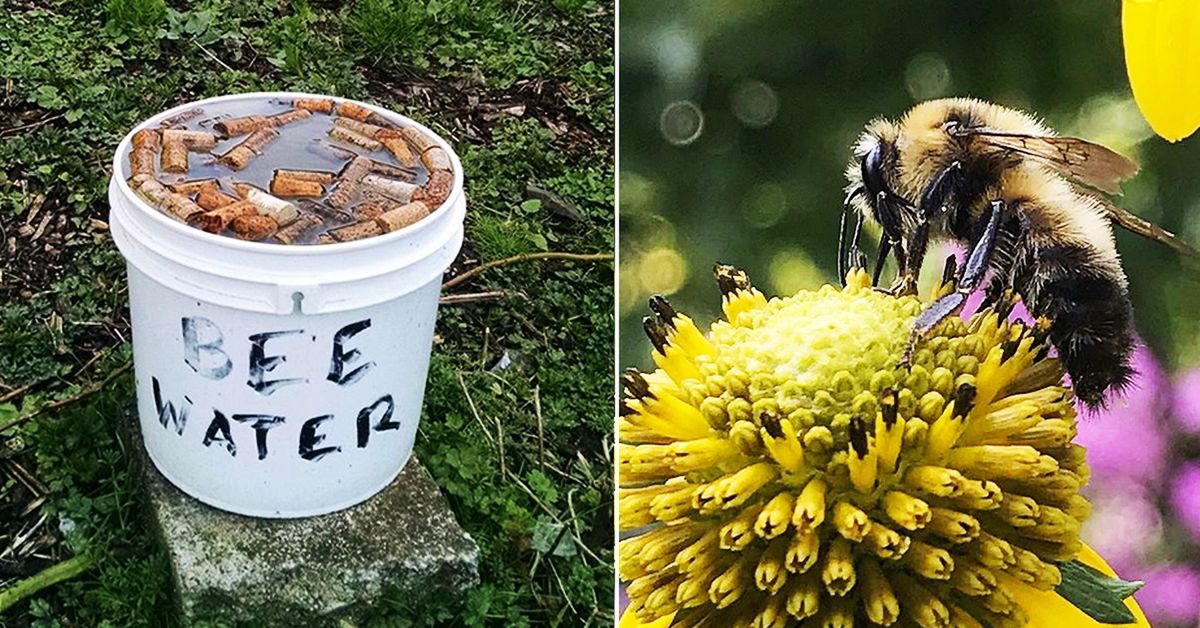 [Kopia] 7 Simple and Practical Things You Can Do to Help Bees