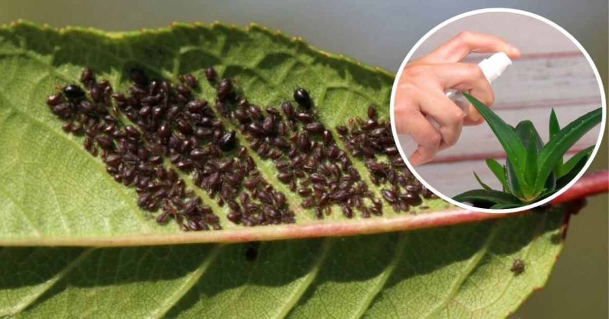 Natural Spray for Aphids, Powdery Mildew and Other Diseases. A Step-By ...