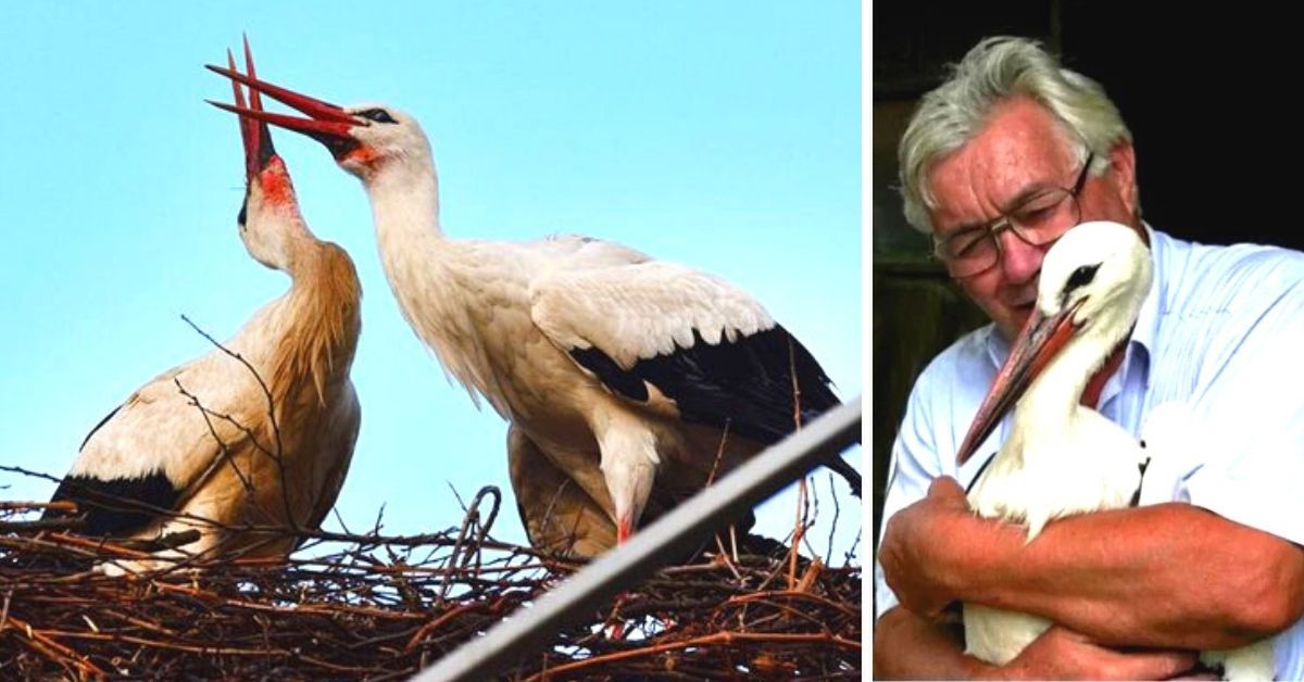 A Stork Has Been Returning to His Disabled Partner for 19 Years. He ...