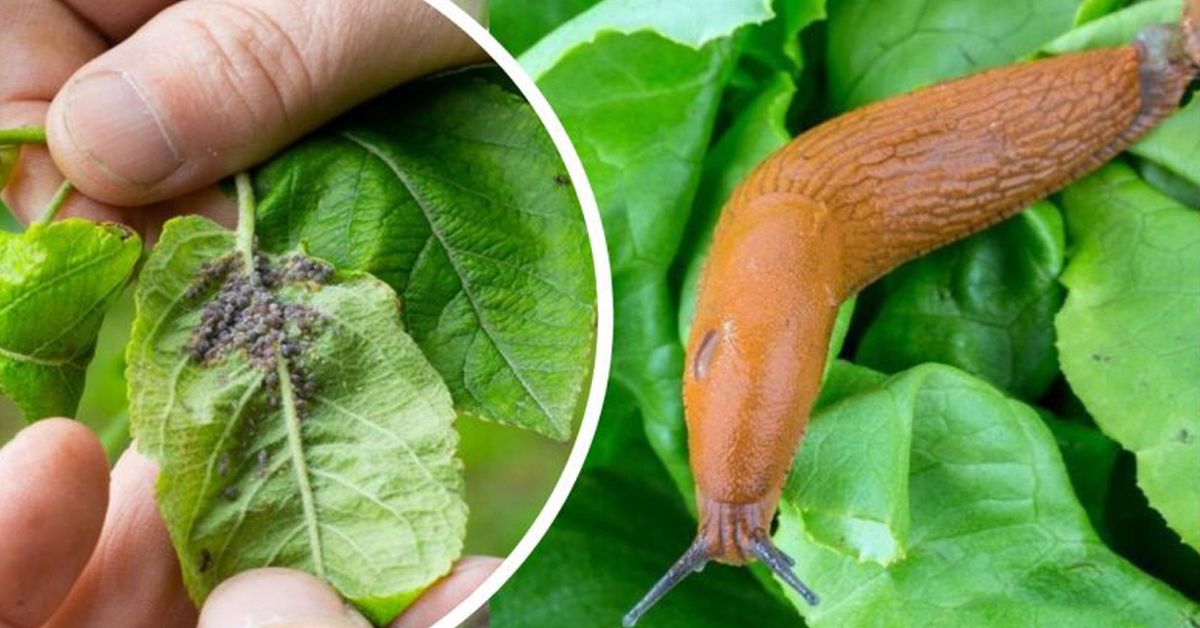 These Trap Plants Protect Crops from Pests. Insects and Slugs Will No ...