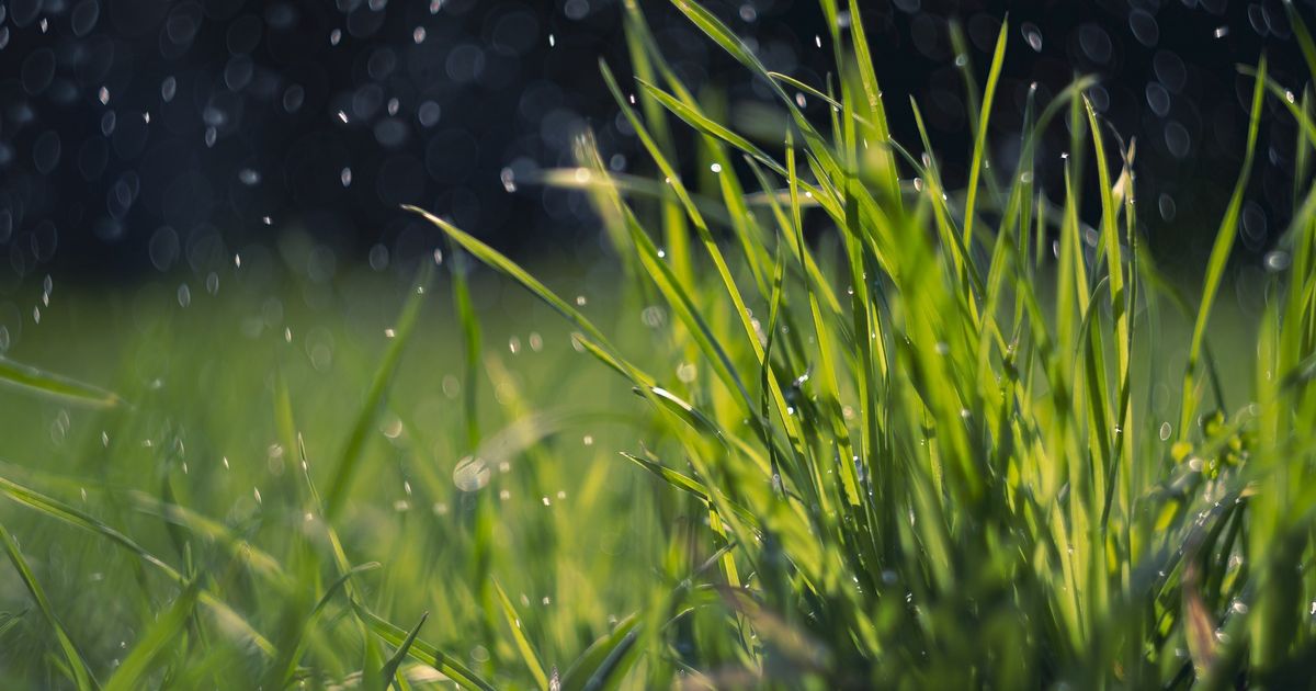 Summer lawn care: Tips for lush, green grass all season long