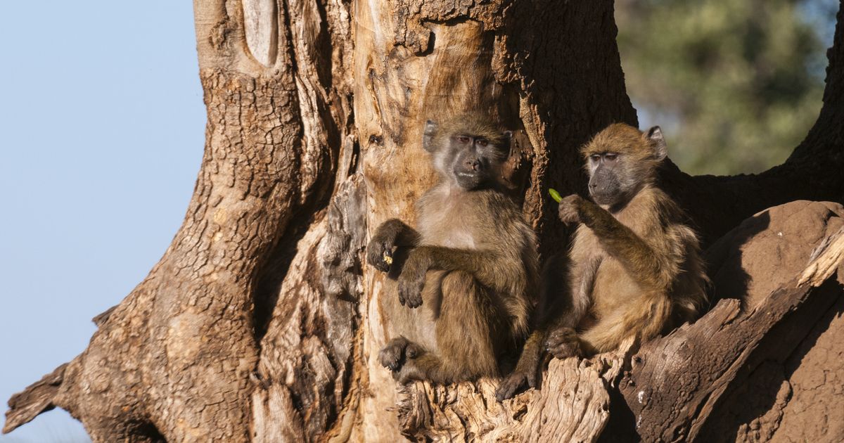 Overcrowded Nuremberg Zoo plans euthanasia for excess baboons, sparking ...