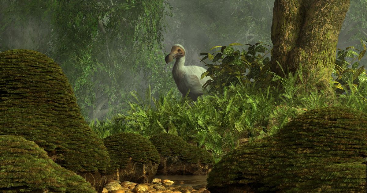 Reviving the Dodo: Colossal Biosciences partners with Mauritius for ... Reviving the Dodo: Colossal Biosciences partners with Mauritius for ...
