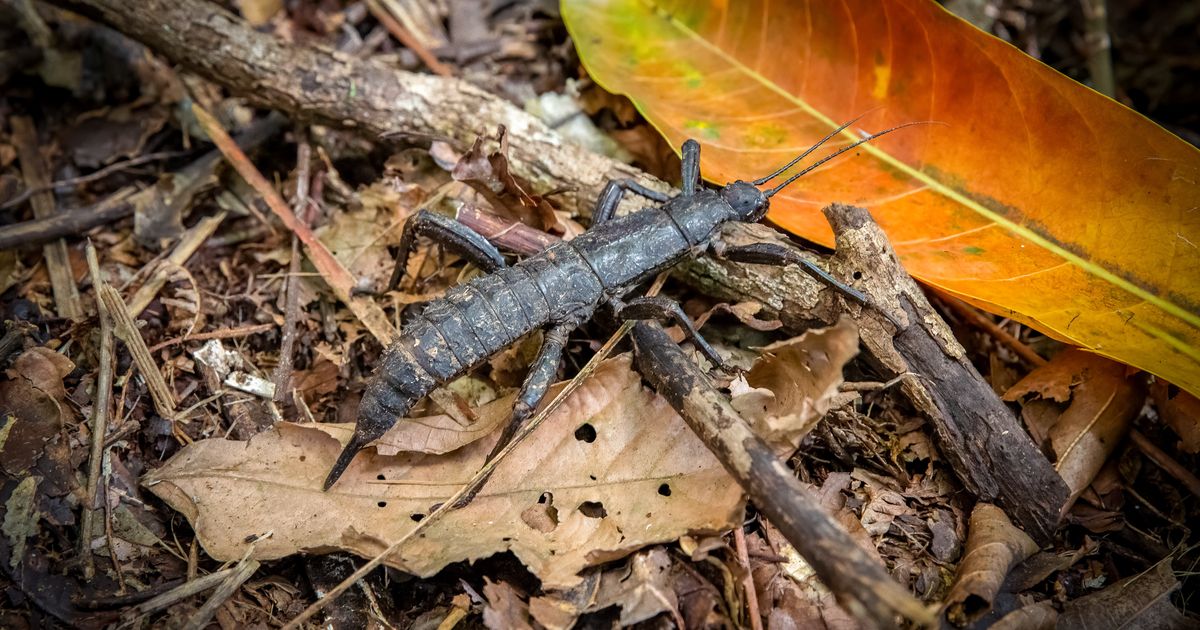 Rats to riches: World's rarest insect stages a comeback