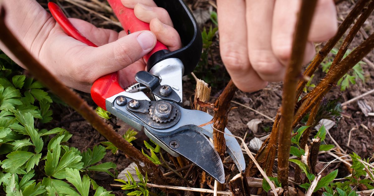 Fall raspberry pruning: Tips for a bountiful harvest next year