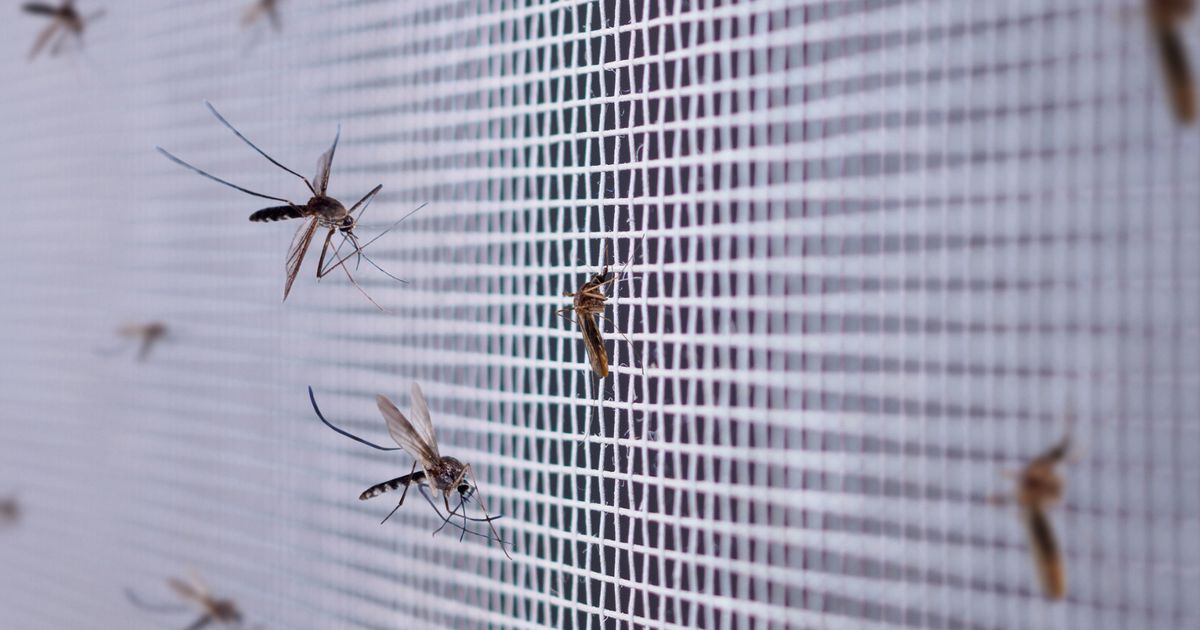 Eliminate summer pests: Meet Bzigo Iris, the mosquito tracker
