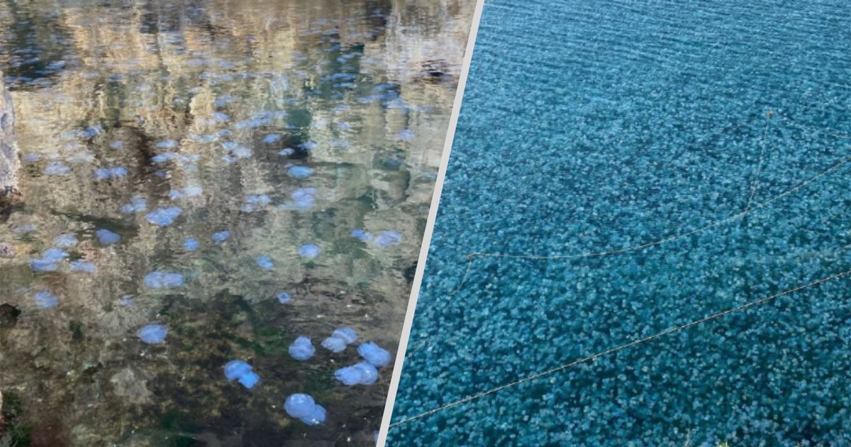 Jellyfish invasion disrupts swimming on Crimea's western coast