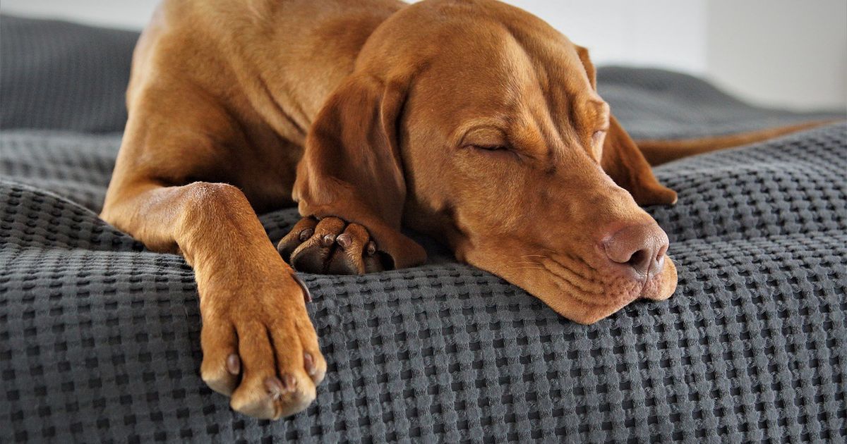 Unraveling the mysteries behind your dog's sleep positions