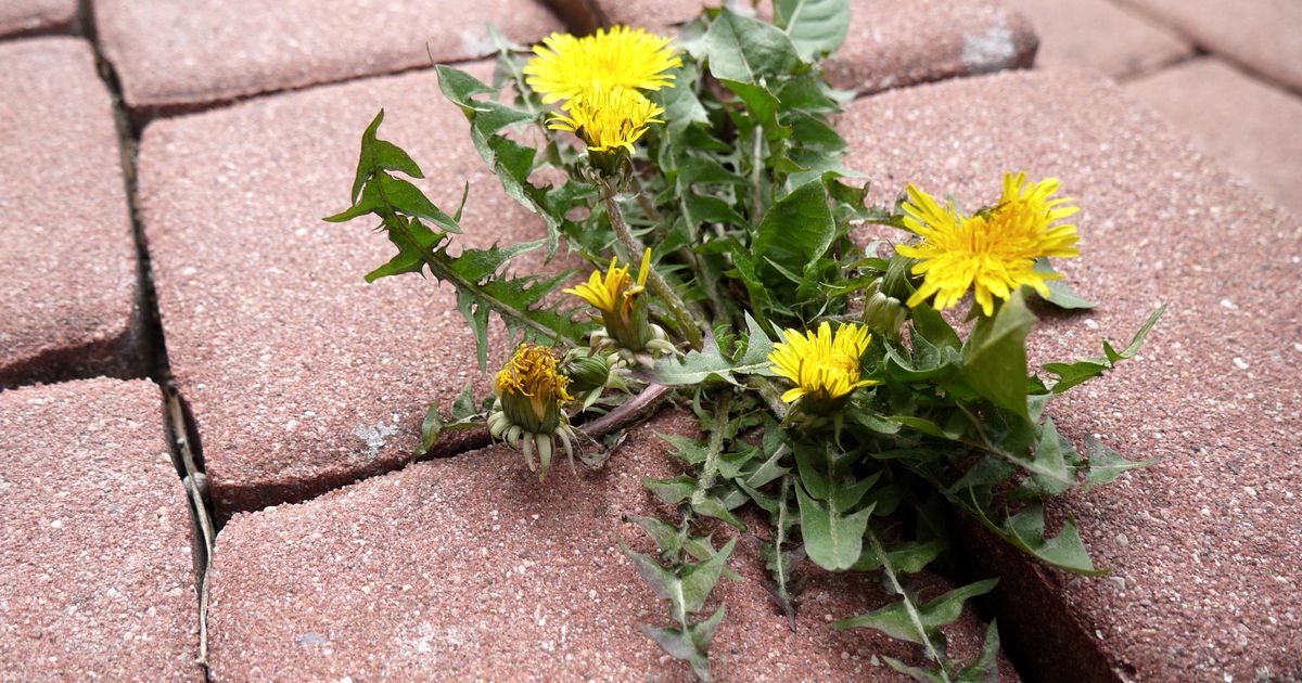 Natural weed control: Garden tips without harsh chemicals