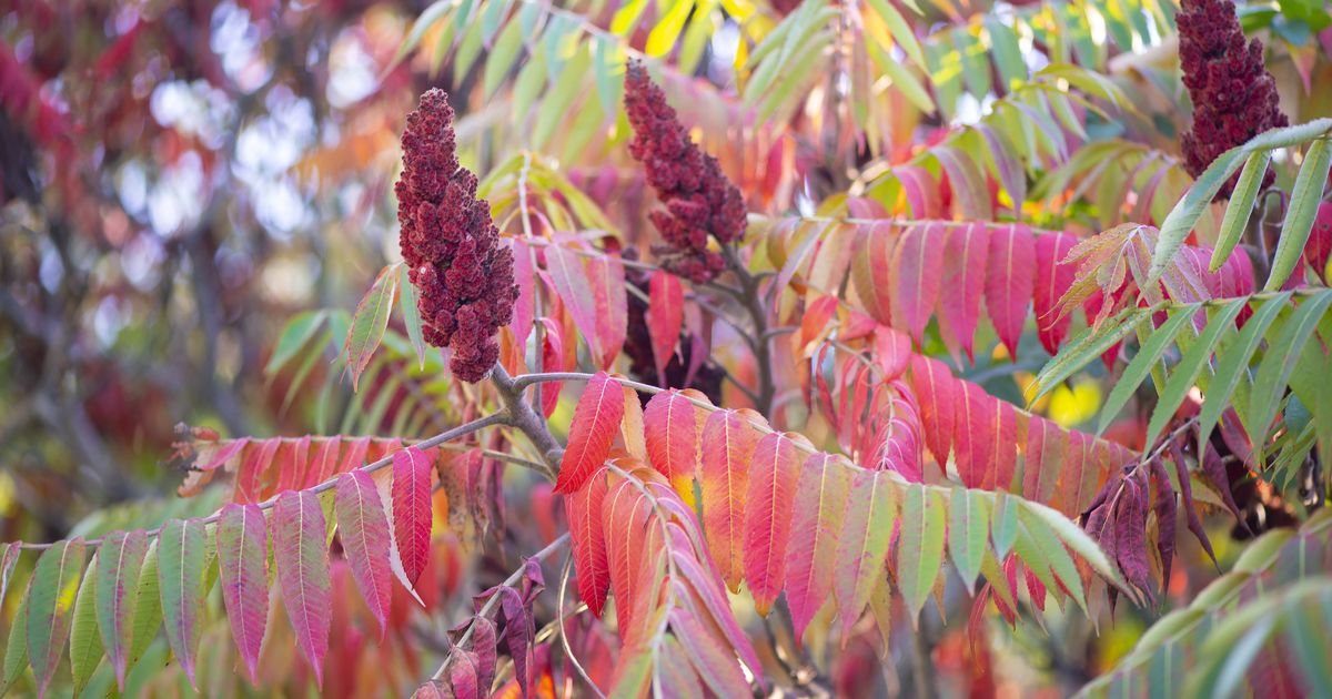 Stag horn sumac: Striking beauty or garden menace?