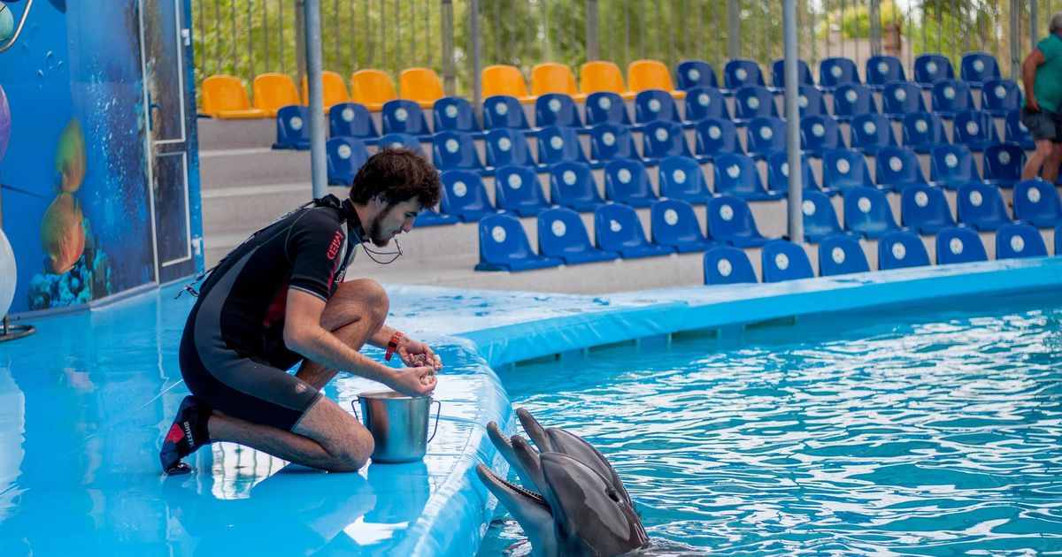 Google unveils 'DolphinGemma': AI bridges human-dolphin chat