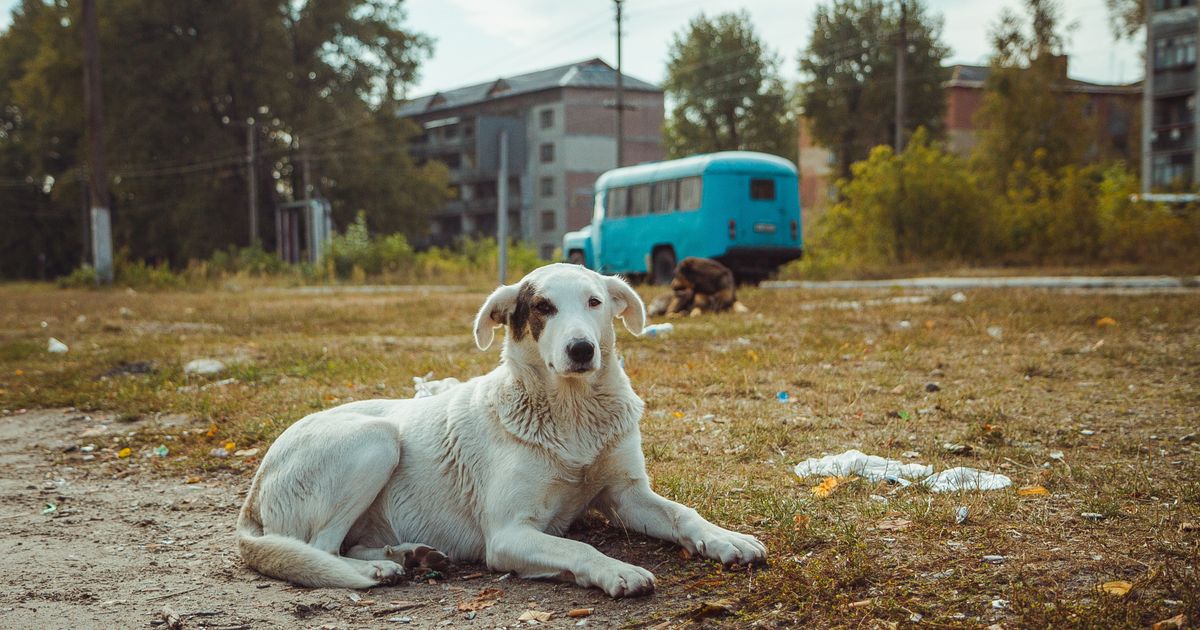 Chernobyl dogs evolve: New research reveals genetic mystery