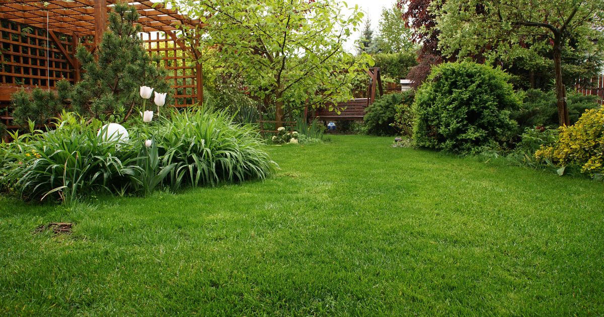 Homemade lawn fertilizer: How banana peels and eggshells can transform ...