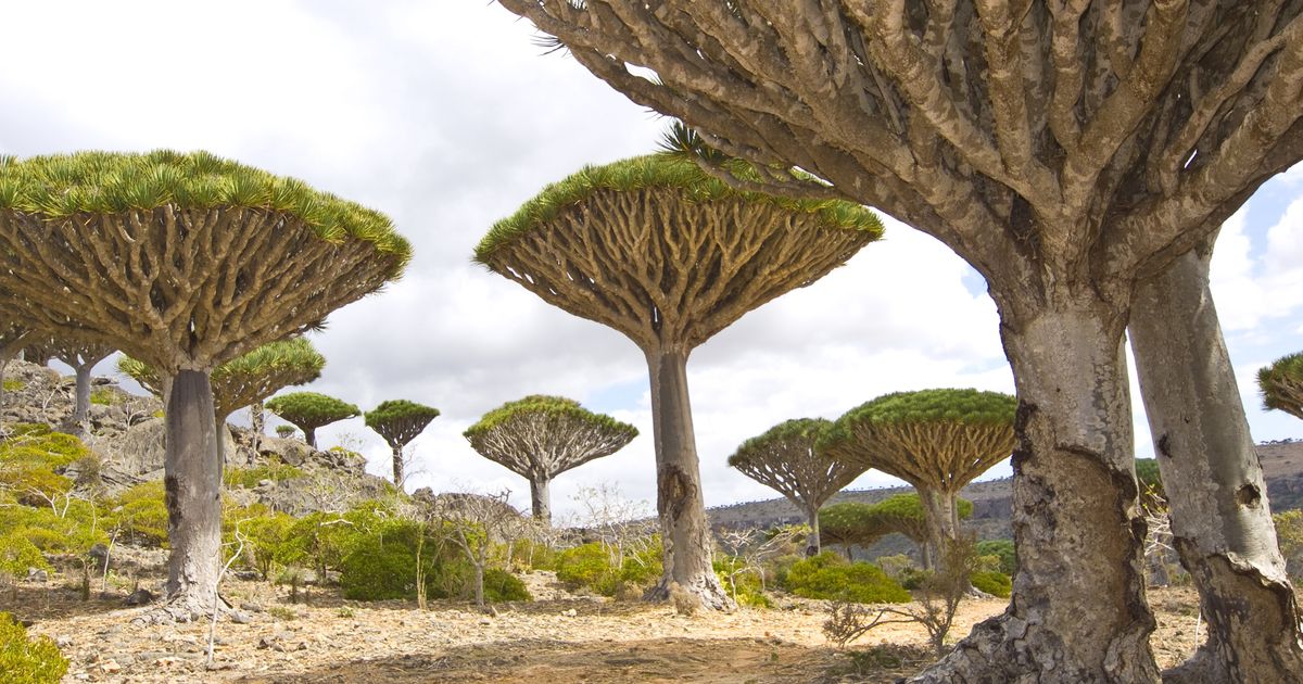 Discover Socotra: The Uncharted Paradise Defying Mass Tourism