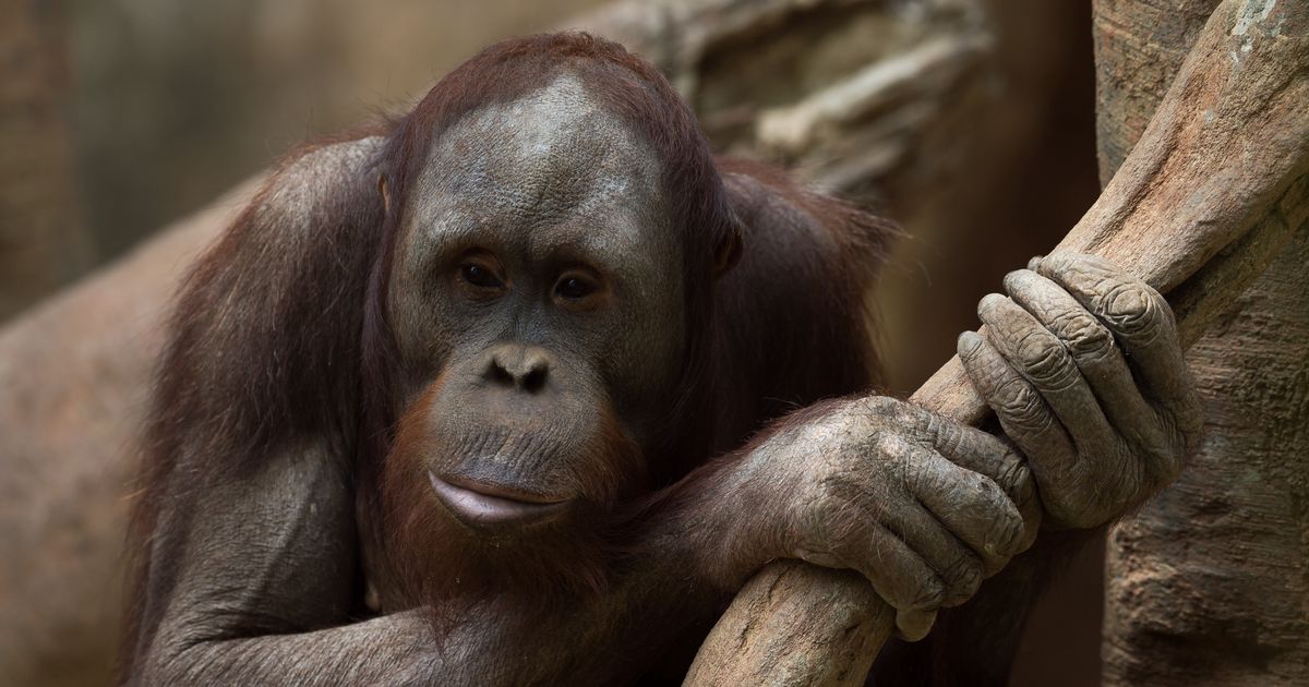 Understanding orangutan speech: AI breakthroughs reveal complex language