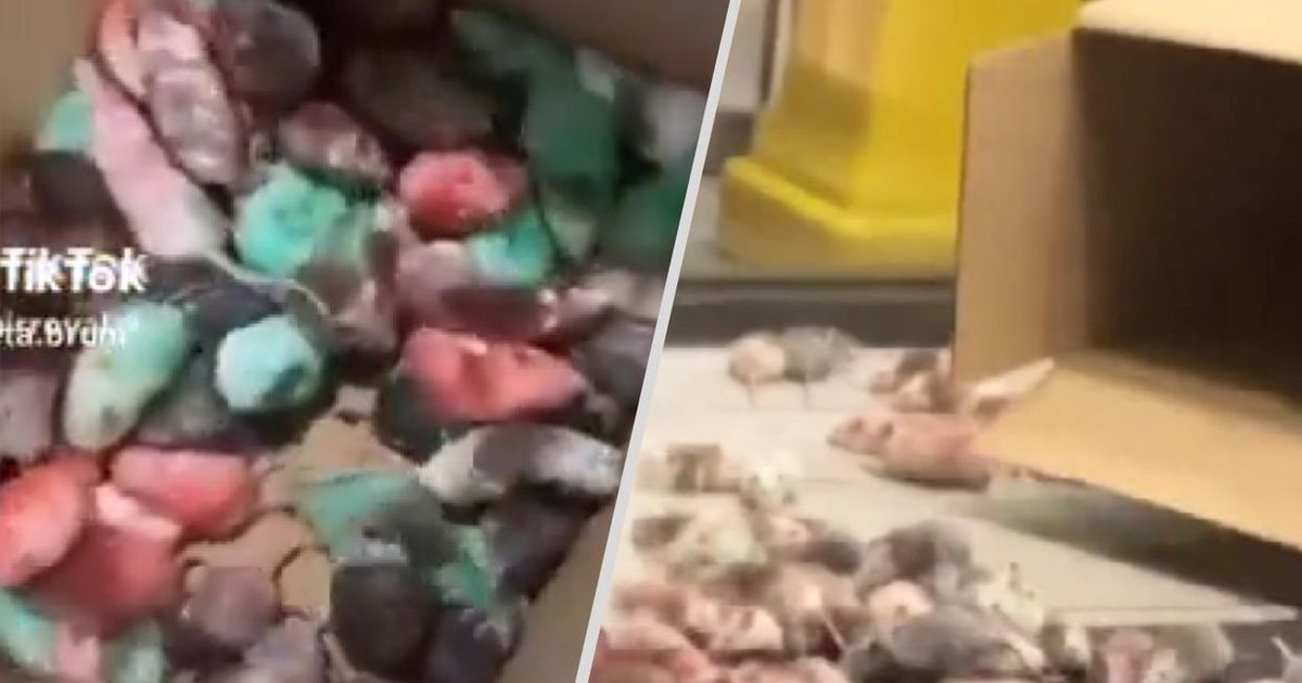 Chaos in McDonald's. Dozens of rats and mice at the restaurant