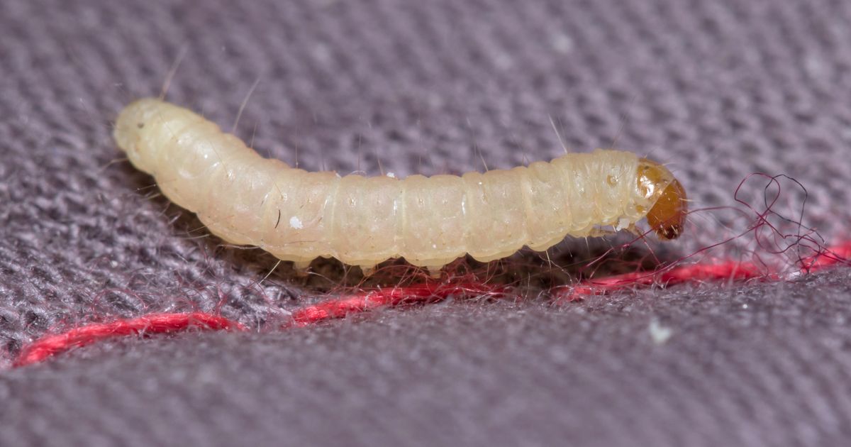 Moth invasion: Protect your pantry and closet now