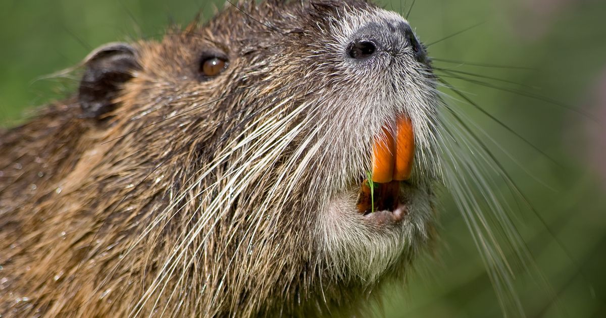 Beavers relocated to save British Columbia's wetlands