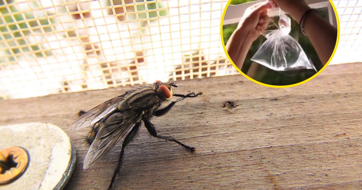 Repel pesky flies this summer: the simple and cost-effective household ...