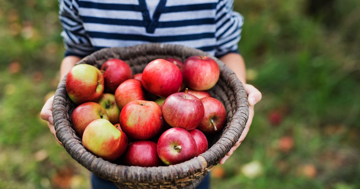 New apple varieties hit market: Surprising health benefits revealed