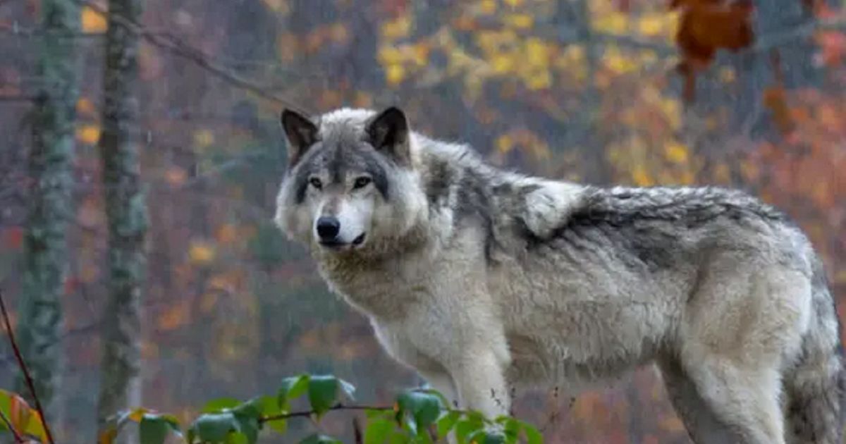 Chornobyl's mutated wolves develop cancer resistance, a new study reveals