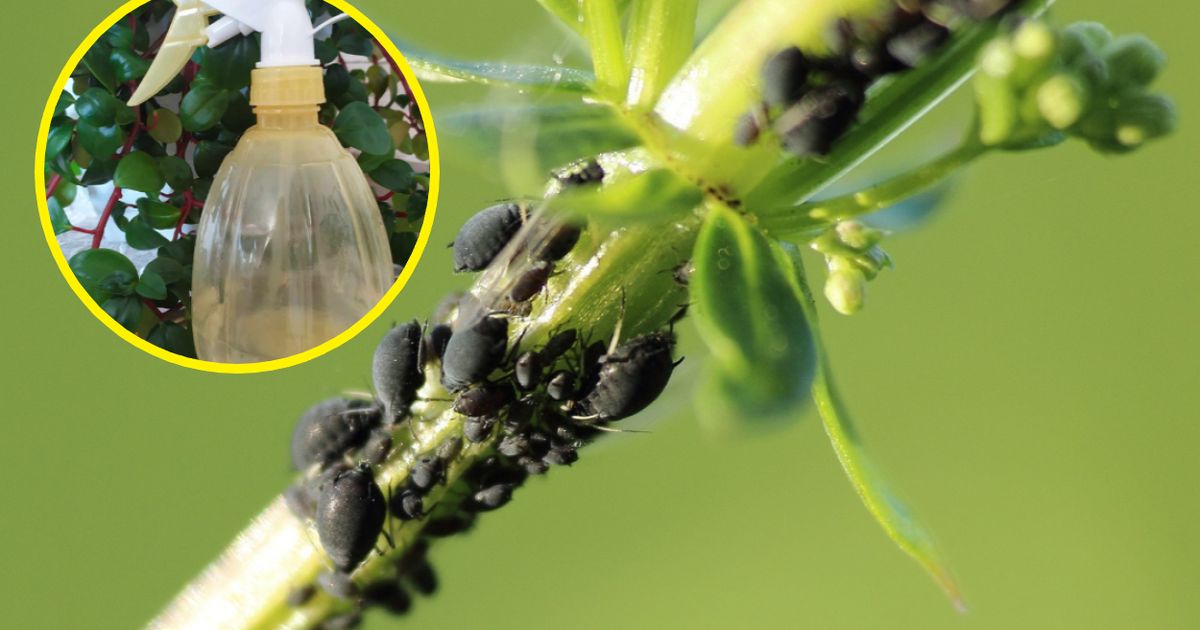 How to protect your plants: DIY sprays to combat aphids