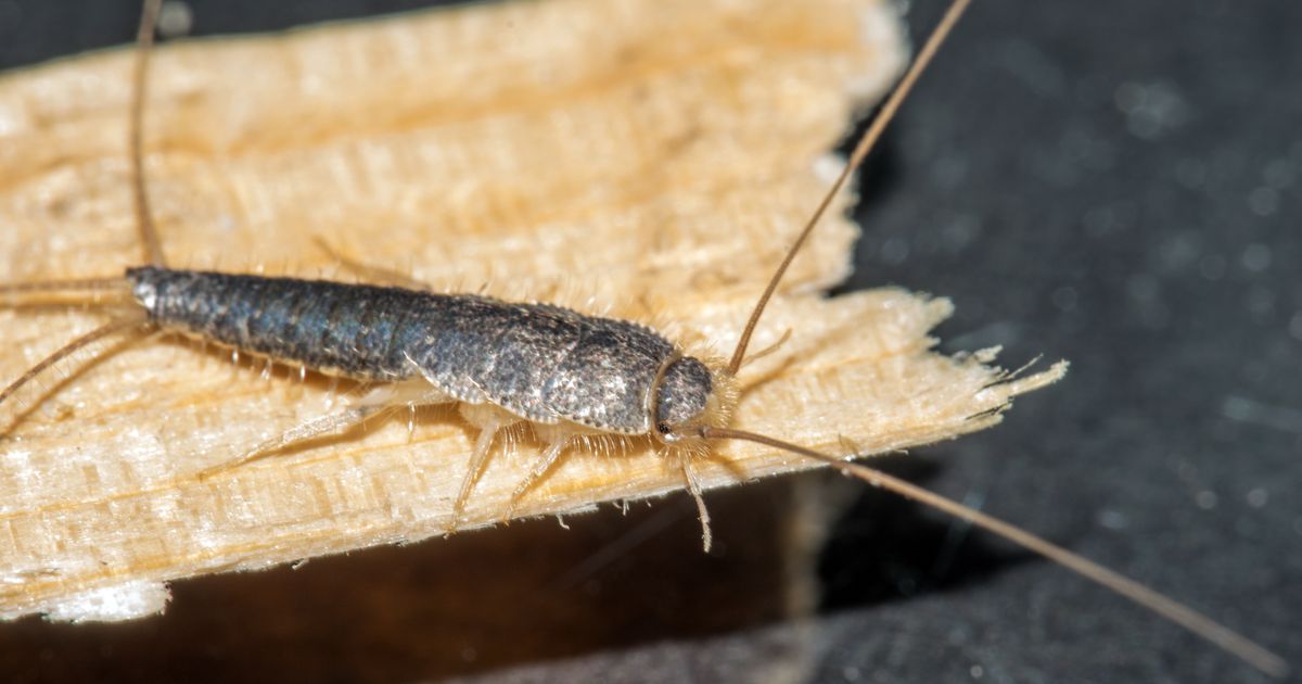 Home warning: Silverfish infestation signals hidden moisture issues