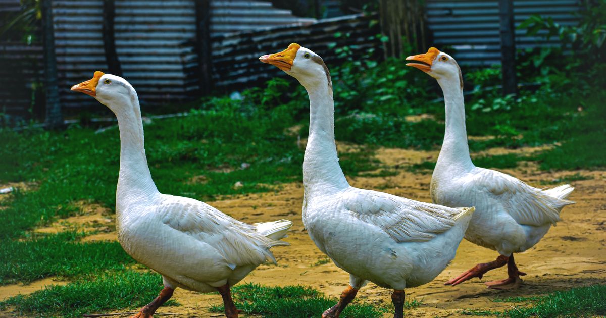 Guardian geese at a prison. An unusual idea from Brazil
