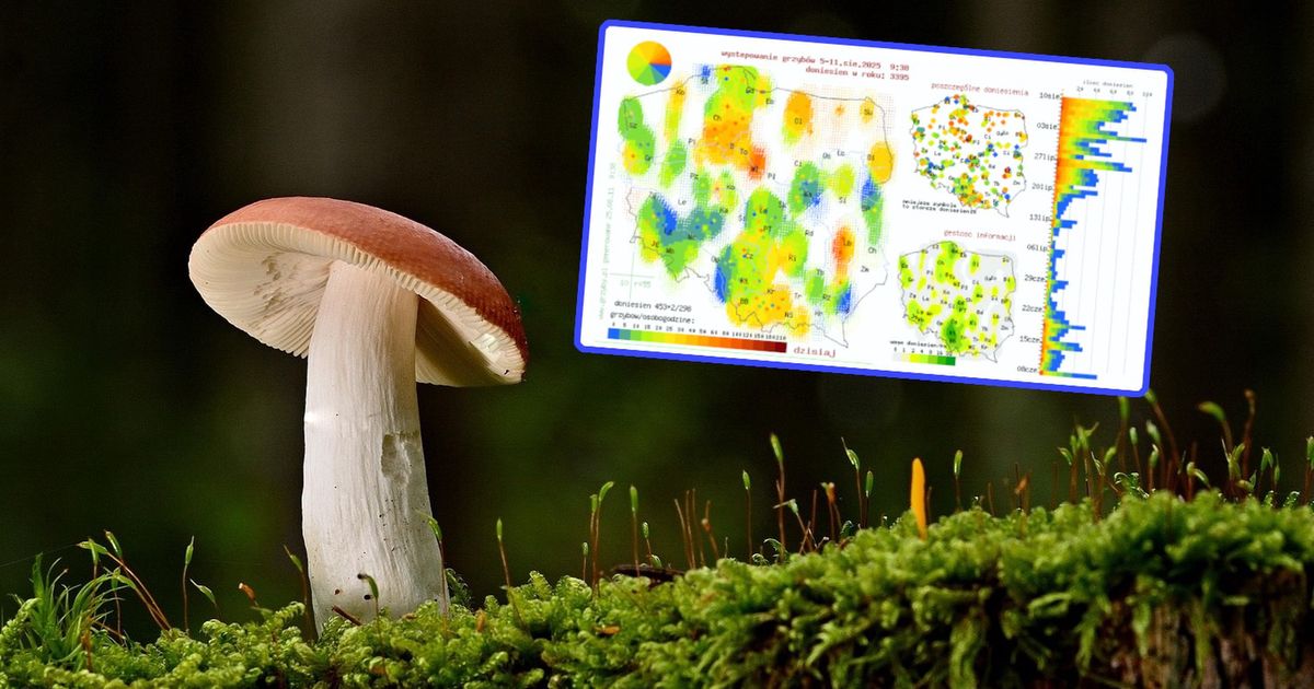 Sezon na grzyby. Internetowa mapa wskaże, gdzie szukać
